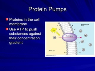 Active Transport | PPT