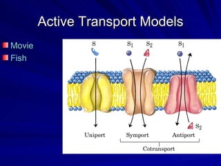 Active Transport | PPT