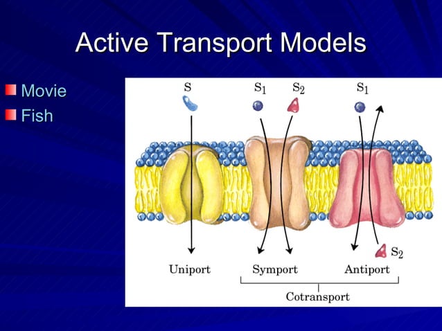 Active Transport | PPT