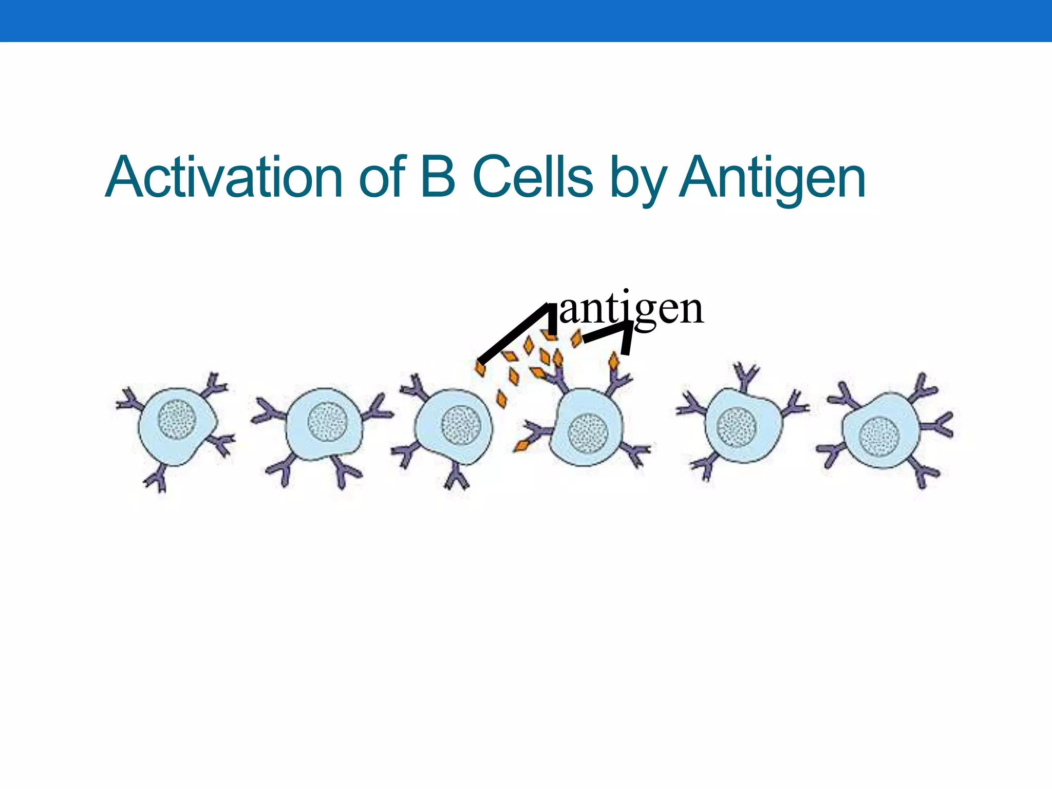 Active and passive immunity | PPTX