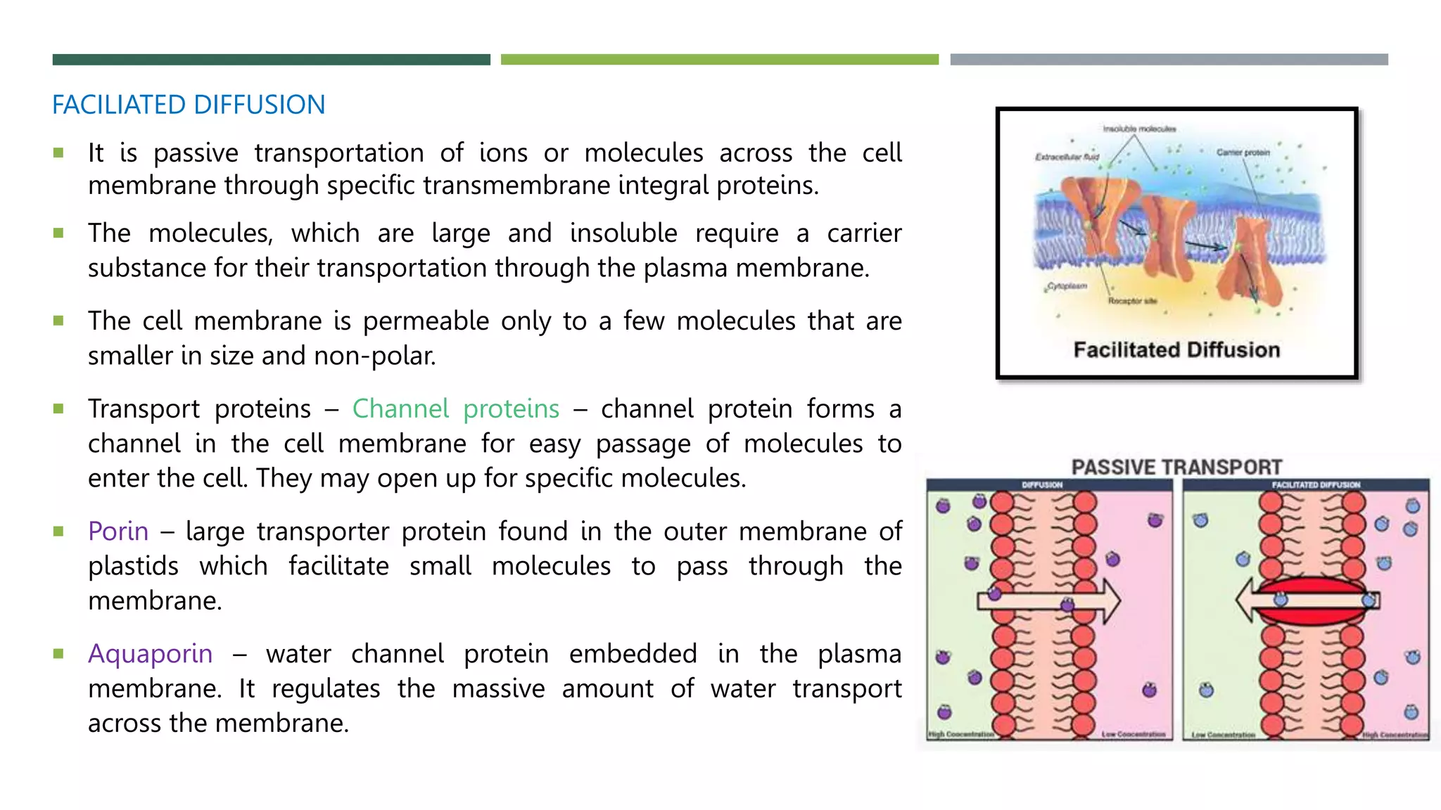 ACTIVE AND PASSIVE TRANSPORT OF IONS.pptx