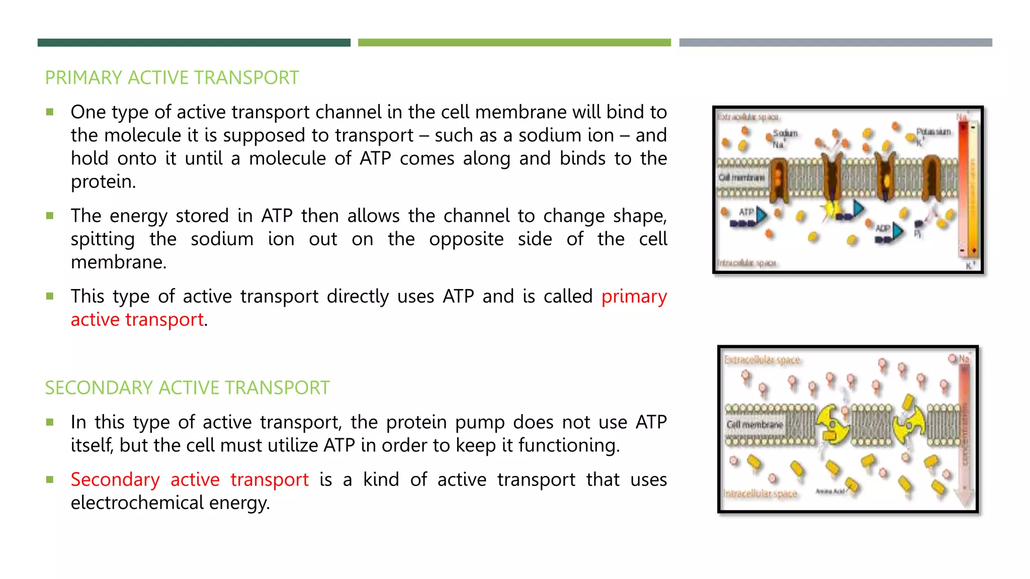 ACTIVE AND PASSIVE TRANSPORT OF IONS.pptx