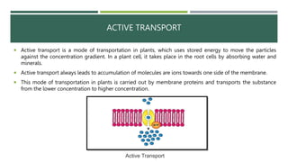 Active Transport In Plants