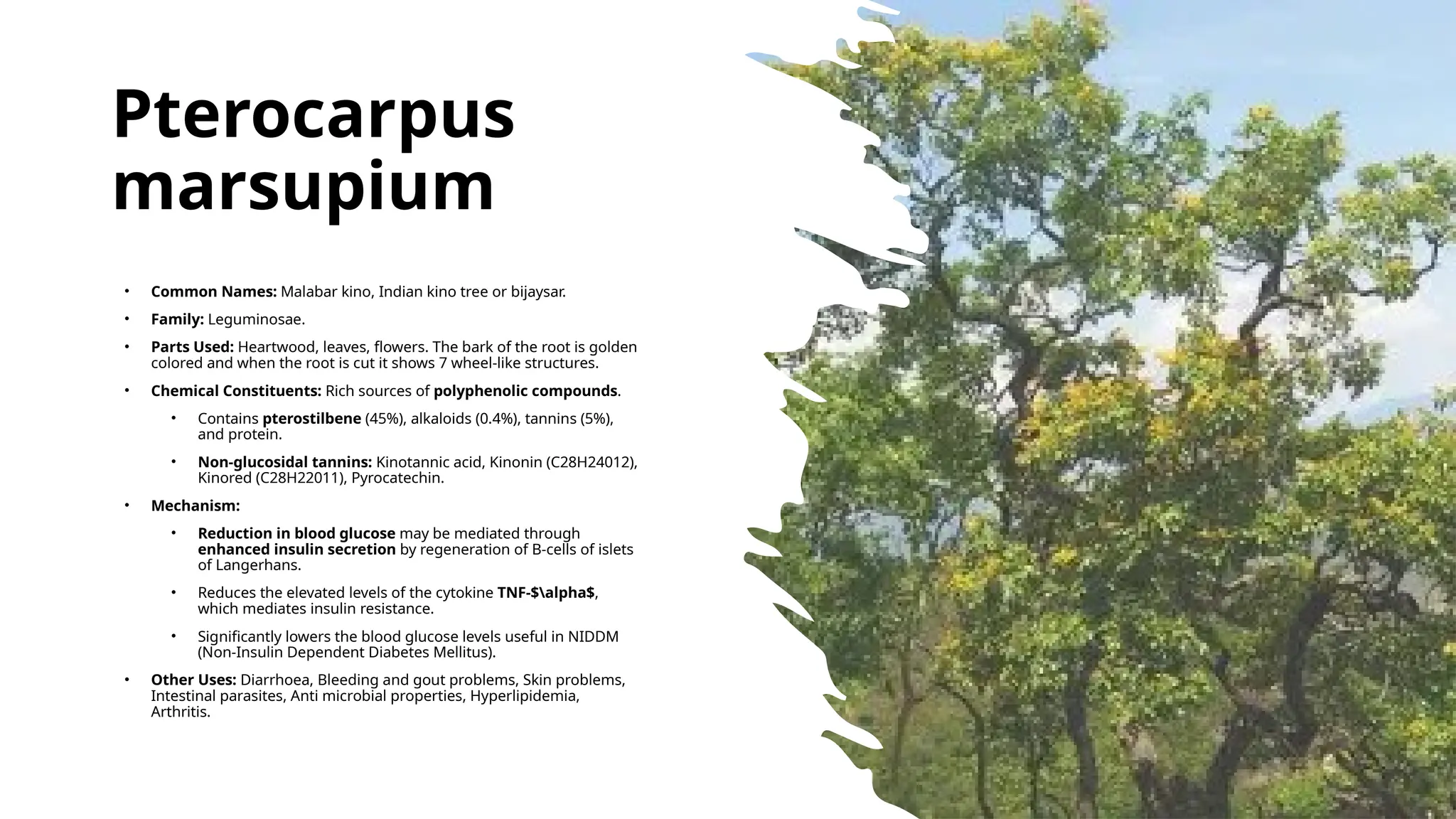 Active Constituents Of Crude Drugs Used In Indigenous.pptx