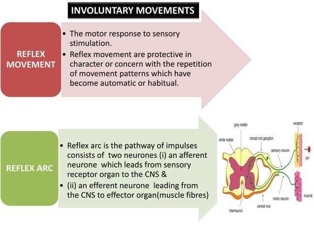 Active movements | PPTX | Physical Therapy | Wellness