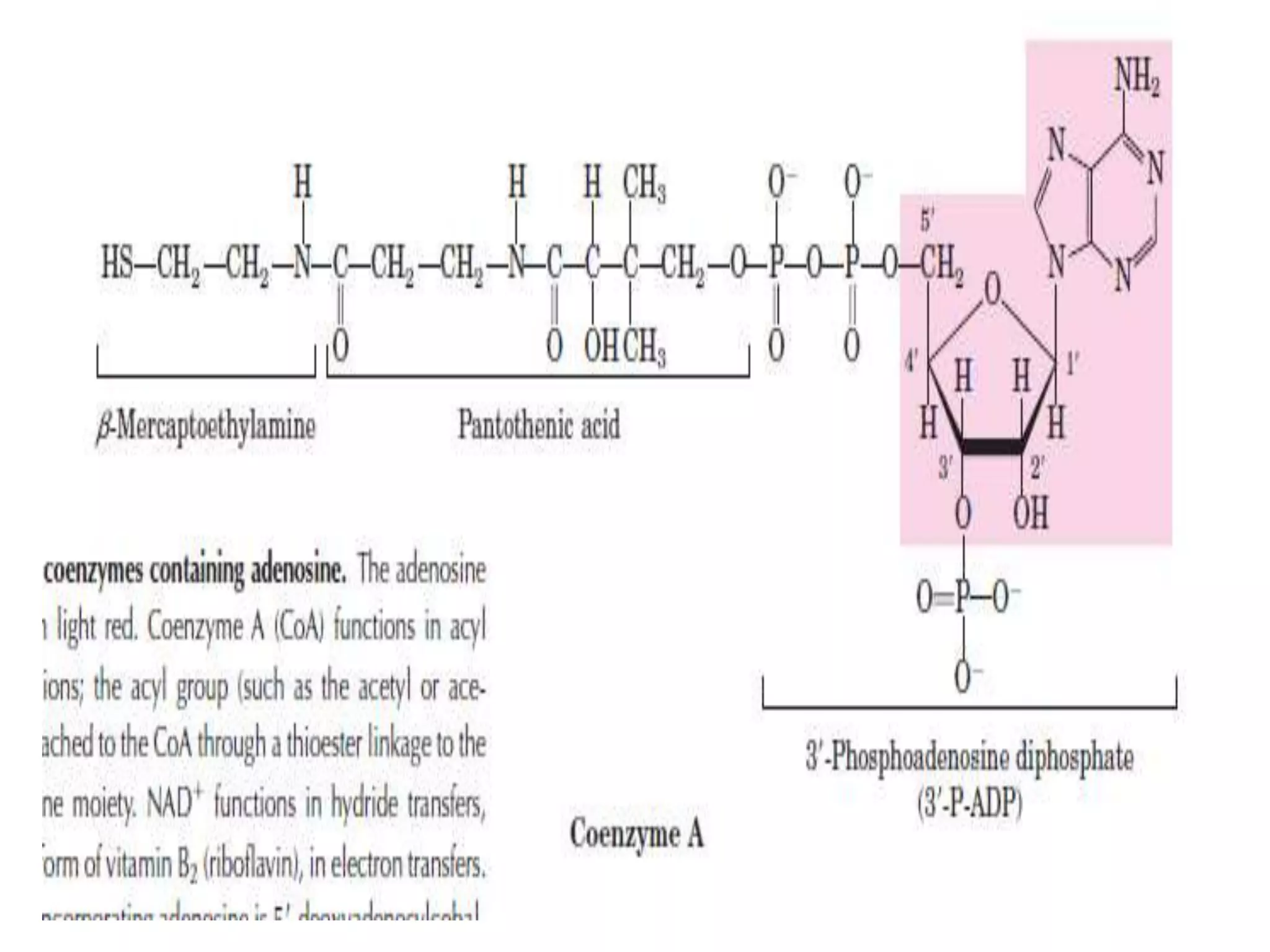 ACTIVE SITE of an enzyme | PPTX