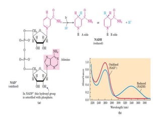 ACTIVE SITE of an enzyme | PPTX