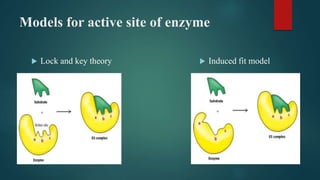 Active site of enzyme | PPTX