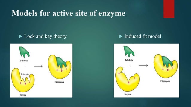 Active site of enzyme