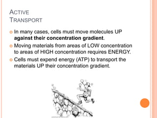 Active transport | PPTX | Biological Sciences | Science