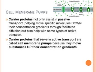 Active transport | PPTX