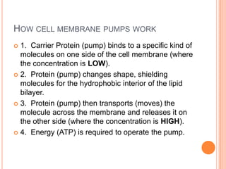 Active transport | PPTX