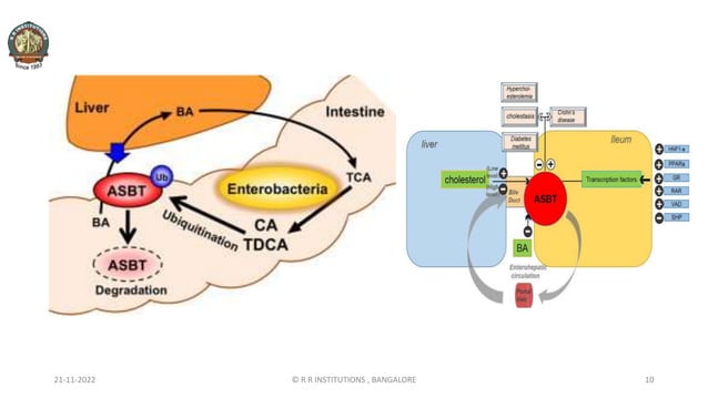 ACTIVE TRANSPORT- hPEPT1,ASBT,OCT,OATP, BBB-Choline Transporter.pptx