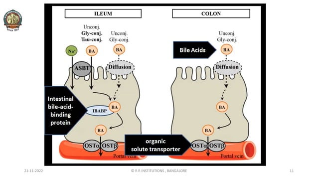 ACTIVE TRANSPORT- hPEPT1,ASBT,OCT,OATP, BBB-Choline Transporter.pptx