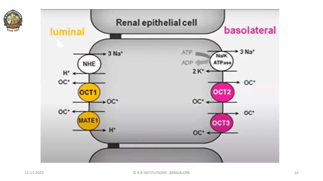 ACTIVE TRANSPORT- hPEPT1,ASBT,OCT,OATP, BBB-Choline Transporter.pptx