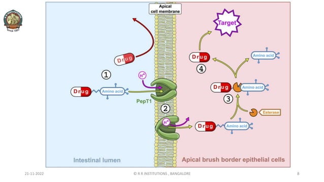 ACTIVE TRANSPORT- hPEPT1,ASBT,OCT,OATP, BBB-Choline Transporter.pptx