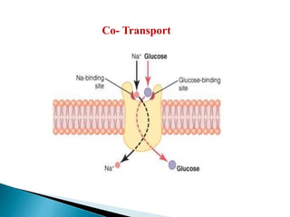 active transport.ppt