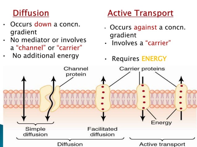 active transport.ppt