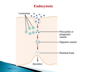 active transport.ppt