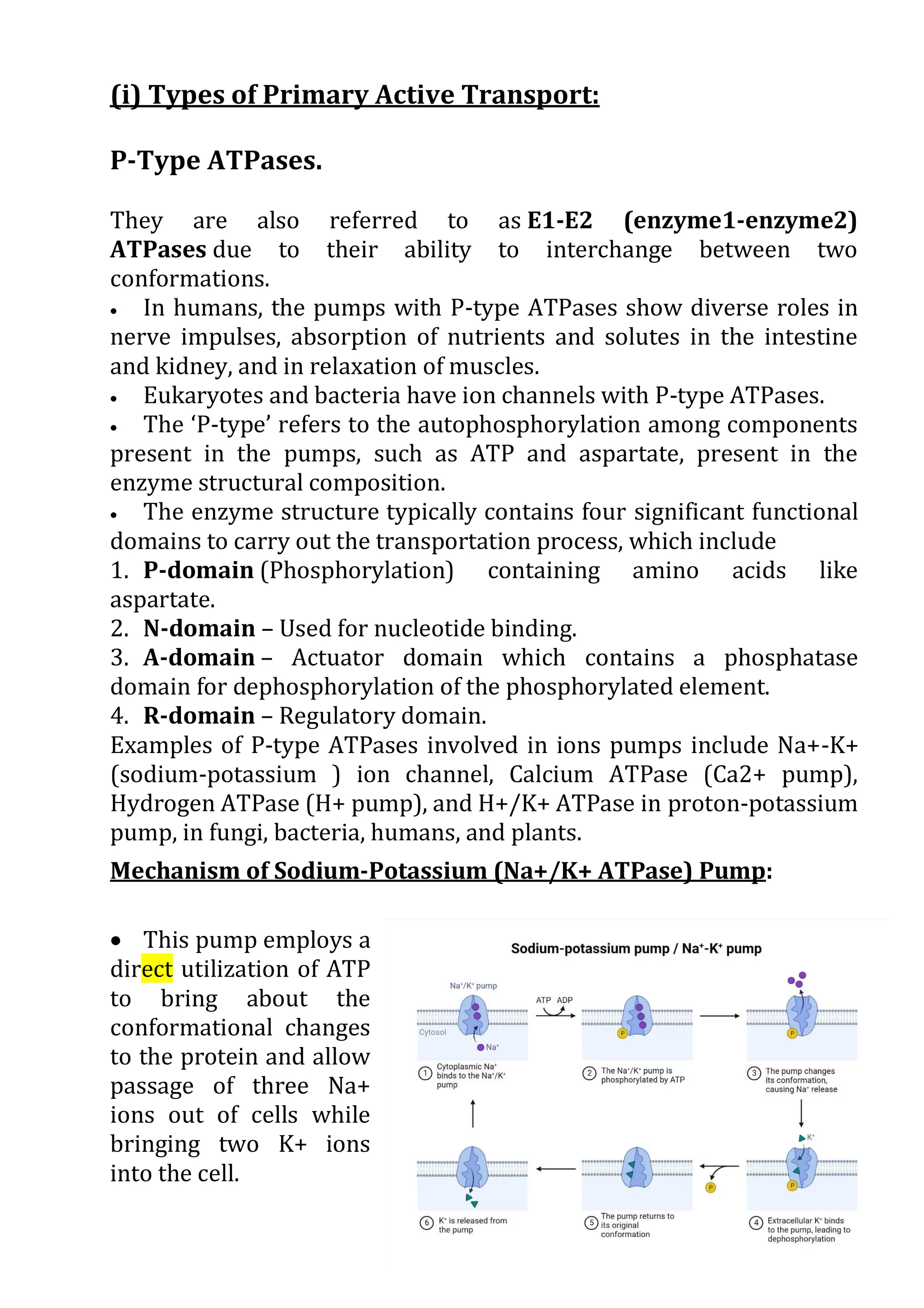 Active transport and Pumps, Uniports, Symports and Antiports. | PDF