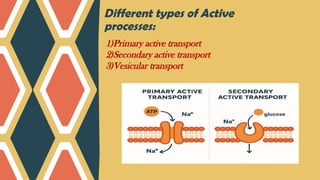 ACTIVE TRANSPORT PPT FOR MEDICAL ALLIED HEALTH.PPTX