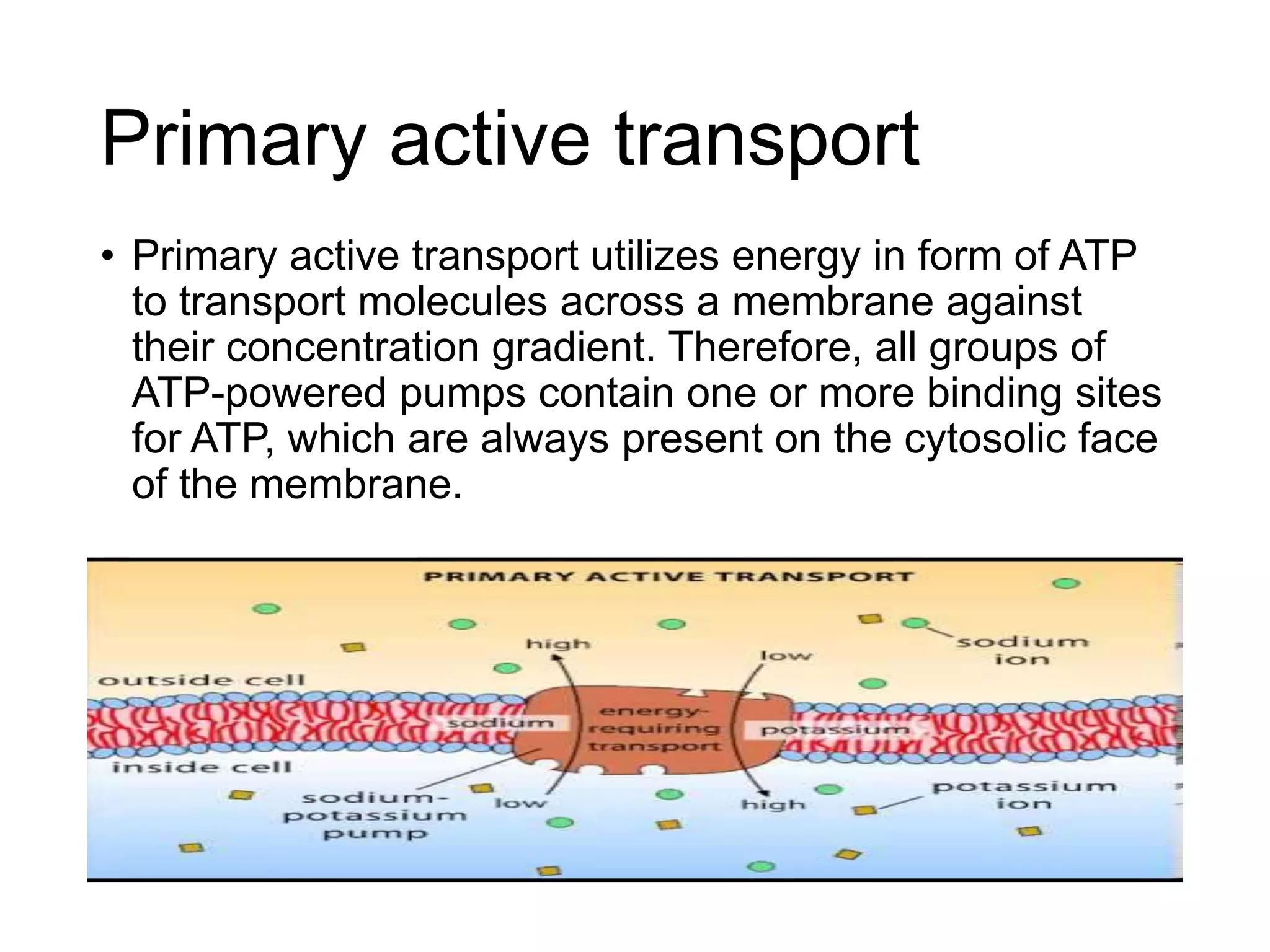 Energetics and Saturation Kinetics of Active Transport | PPT