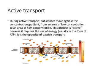 Energetics and Saturation Kinetics of Active Transport | PPT