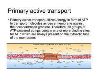 Energetics and Saturation Kinetics of Active Transport | PPT