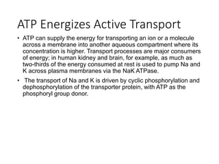 Energetics and Saturation Kinetics of Active Transport | PPT
