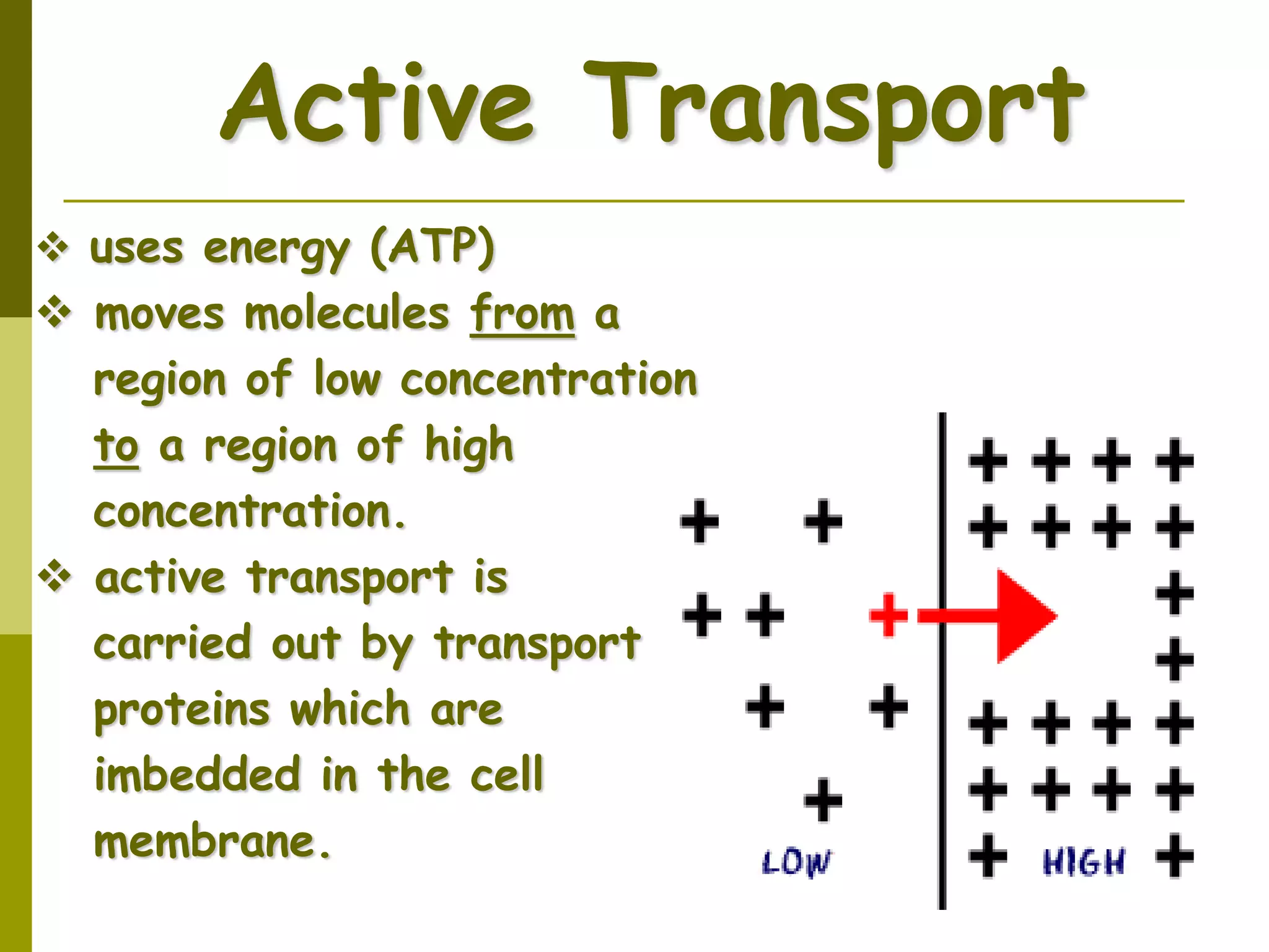 Active transport 13-14 | PPT