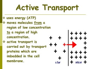 Active transport 13-14 | PPT