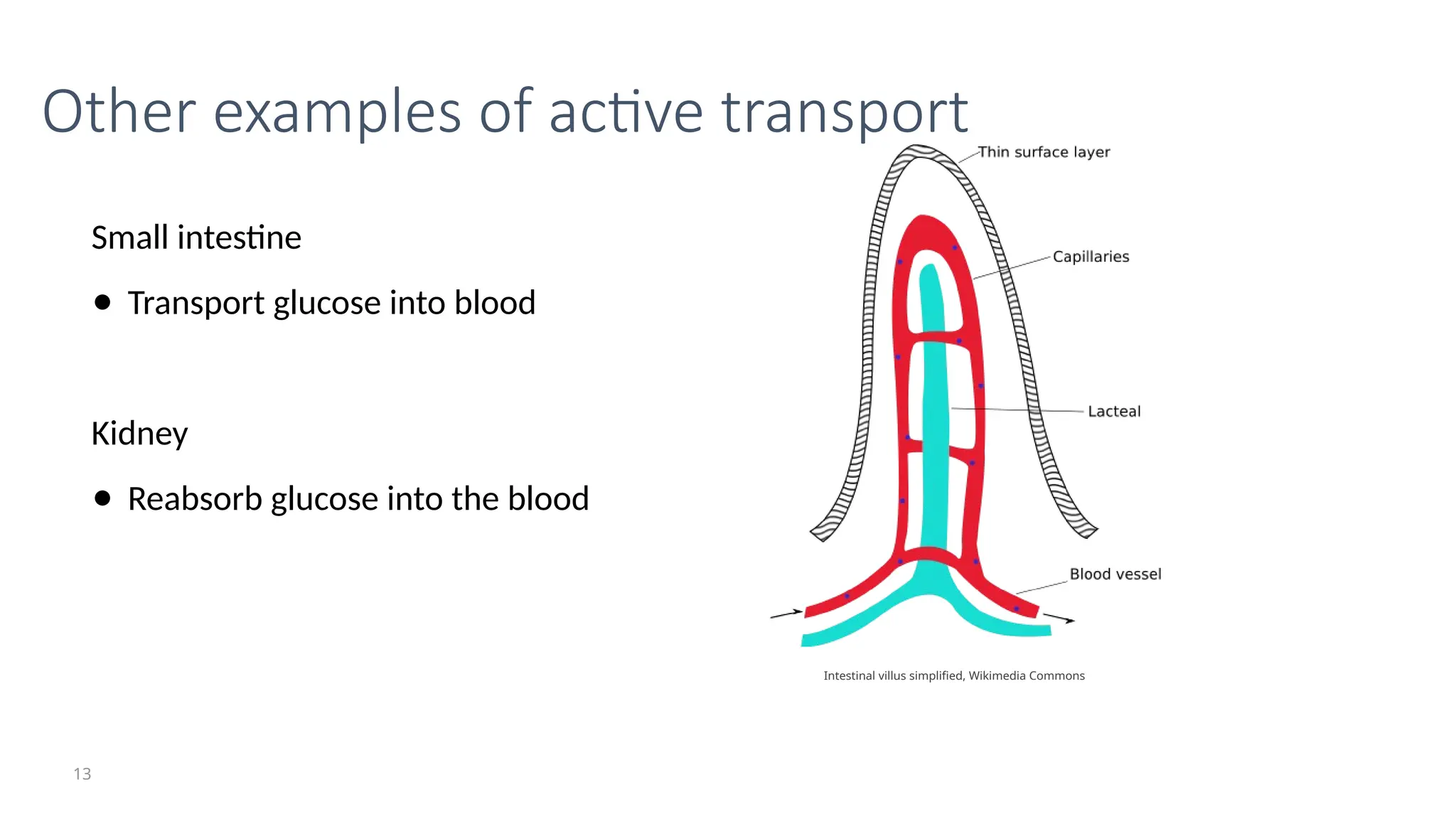 Active transport diffusion recap example | PPTX