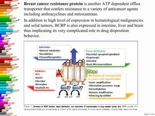 Active transporter | PPT