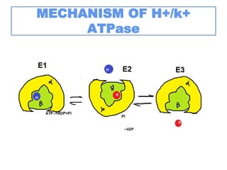 Active transport mediated by atp powered pumps-GASTRIC HYDROGEN ...