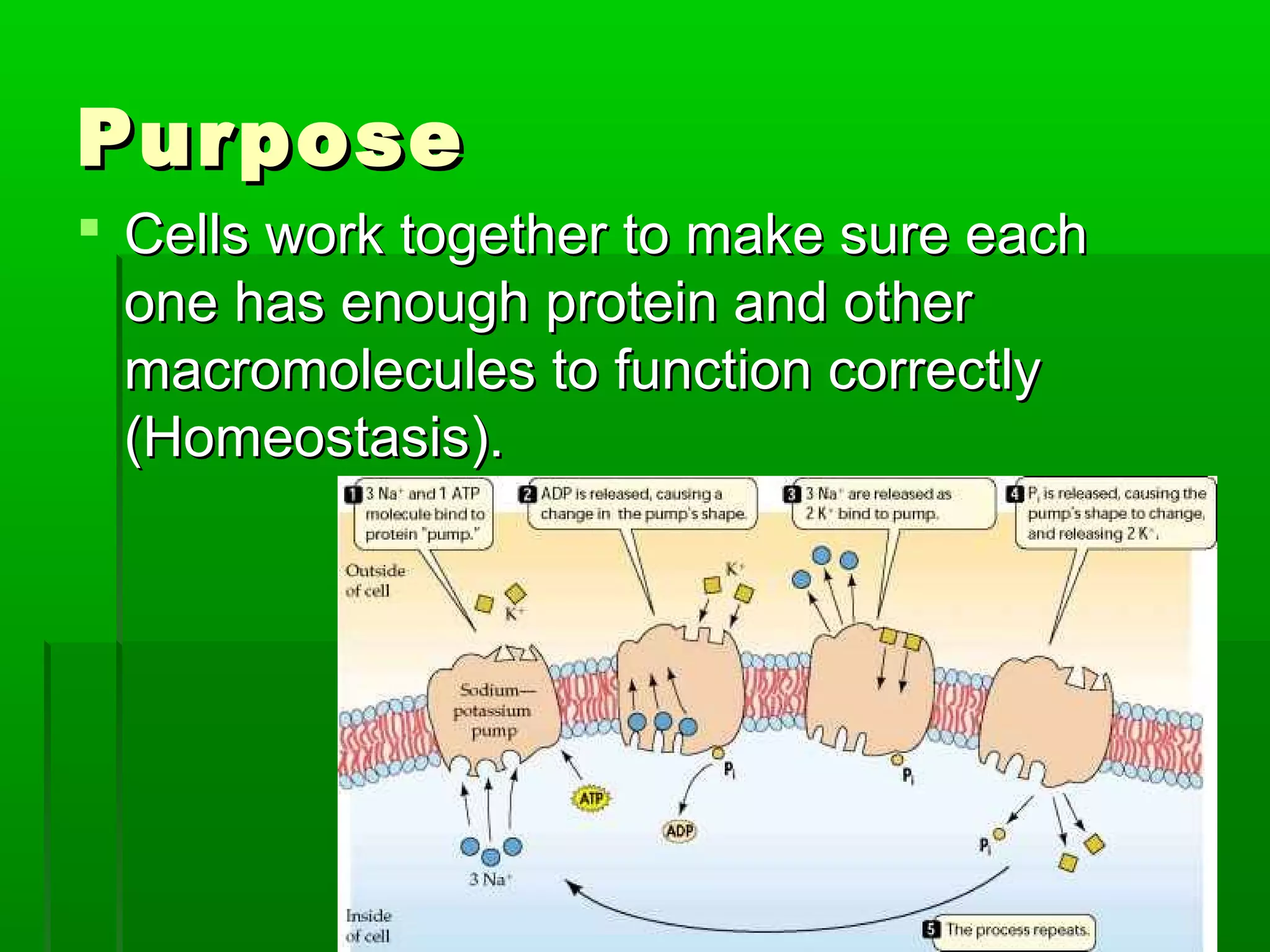 Active Transport Notes | PPT