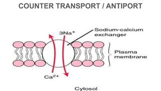 Active transport system | PPT