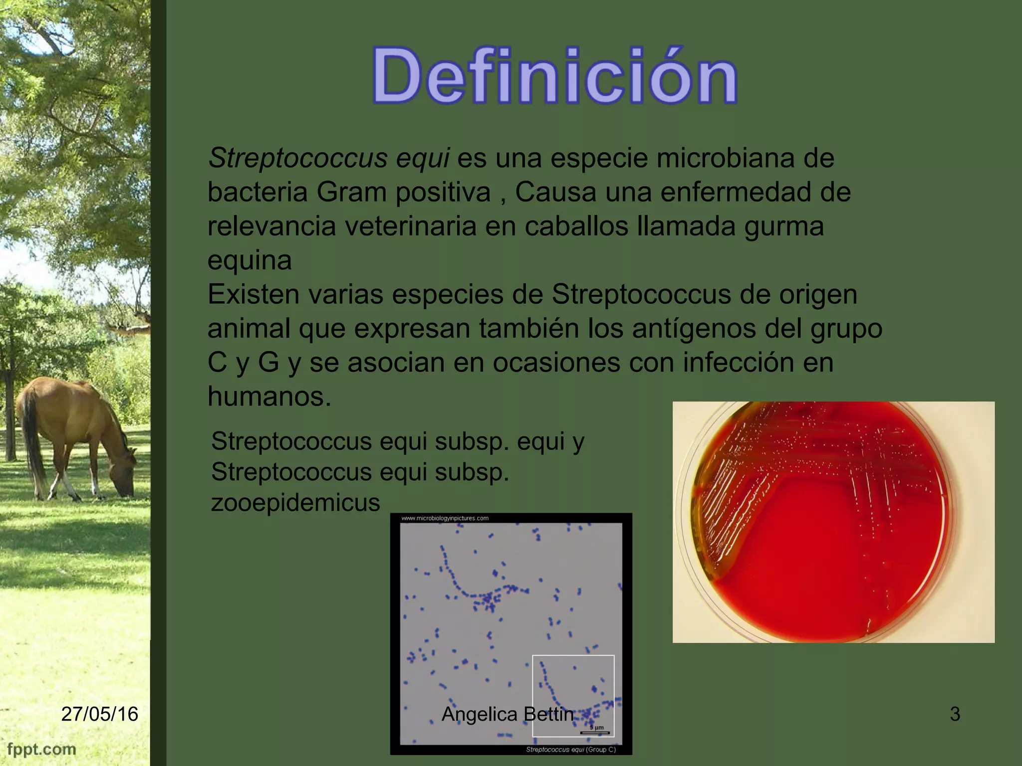 STREPTOCOCCUS EQUI | PPT