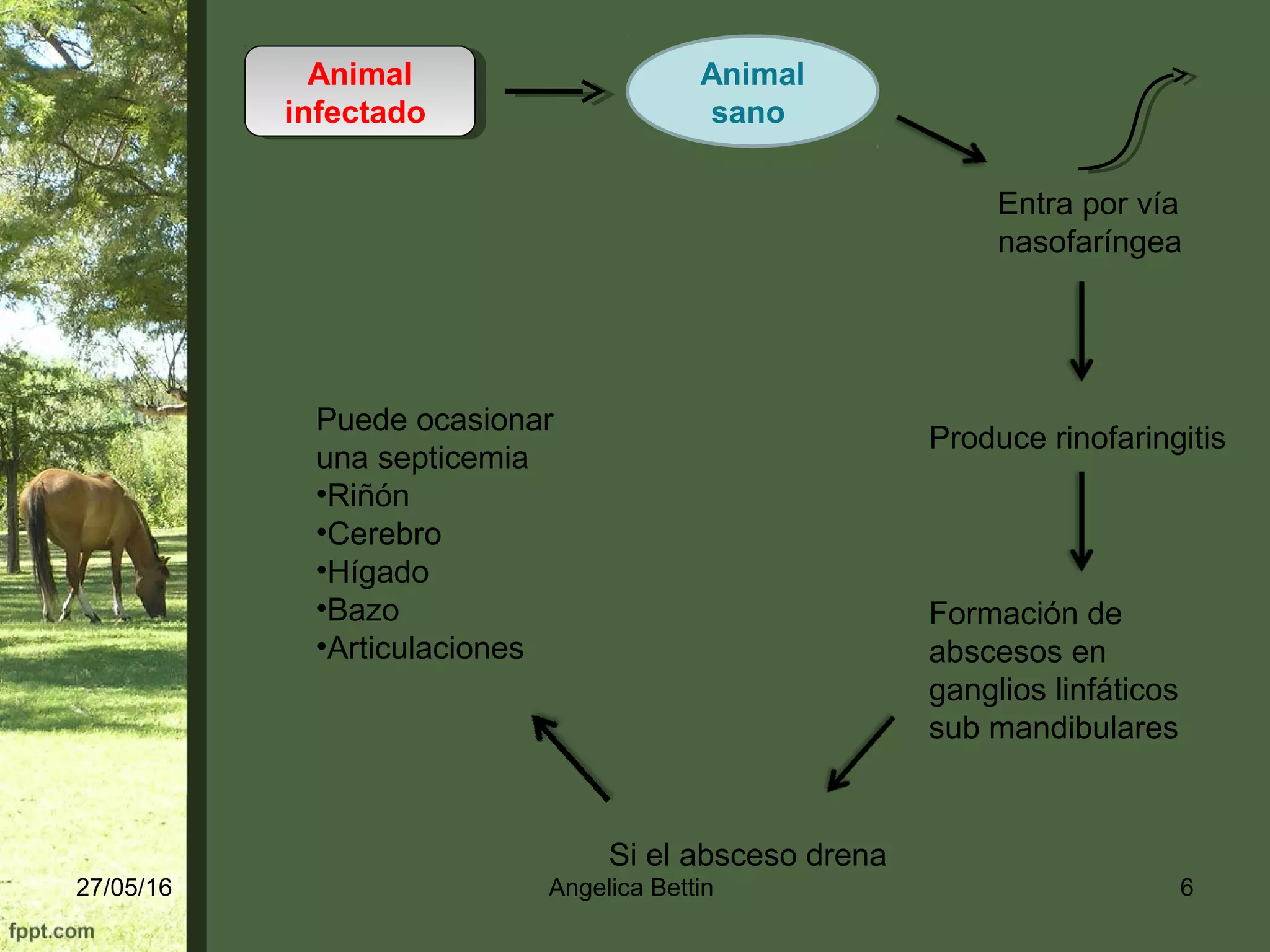 STREPTOCOCCUS EQUI | PPT