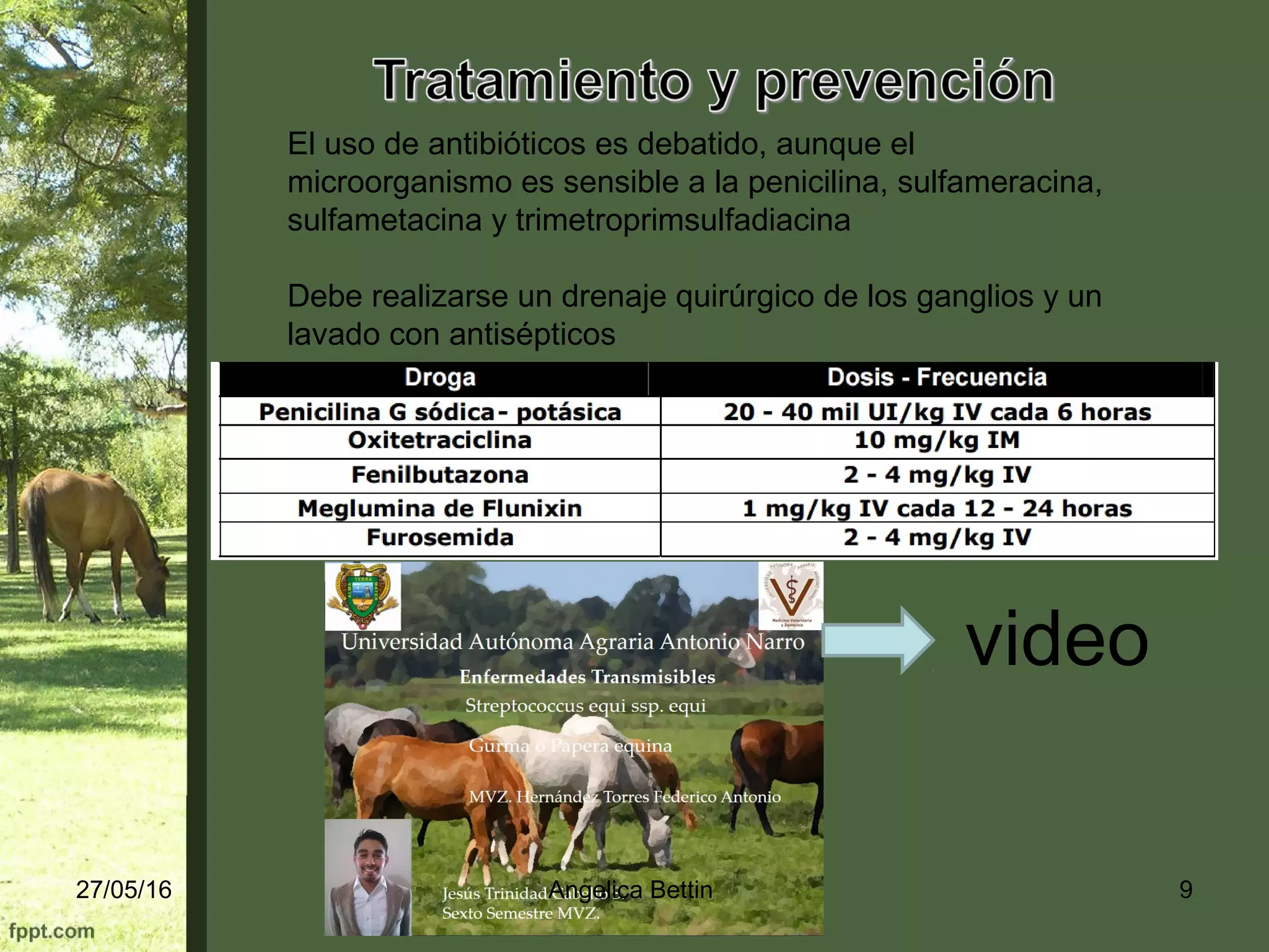STREPTOCOCCUS EQUI | PPT
