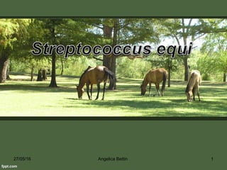 STREPTOCOCCUS EQUI | PPT