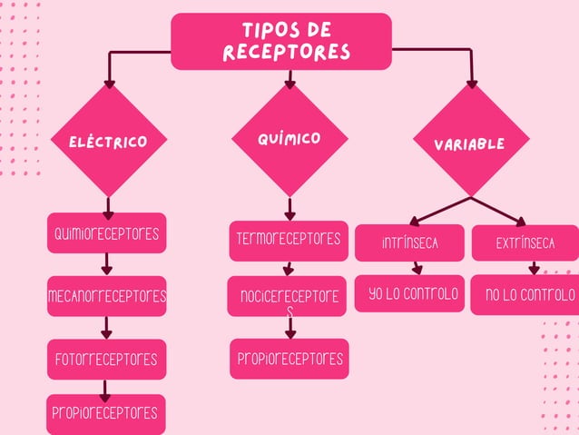 RECEPTORES, TIPOS Y FUNCIONES | PPT