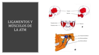 Articulacion temporomandibular | PPTX