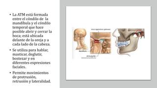 Articulacion temporomandibular | PPTX