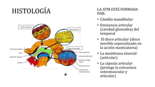 Articulacion temporomandibular | PPTX