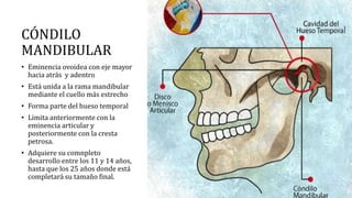 Articulacion temporomandibular | PPTX