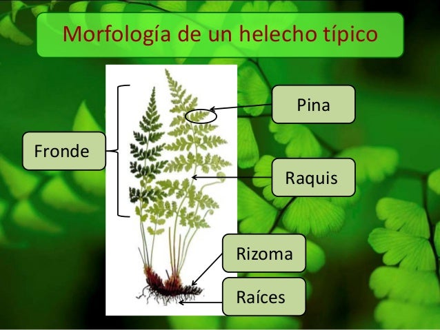 Musgos Y Helechos
