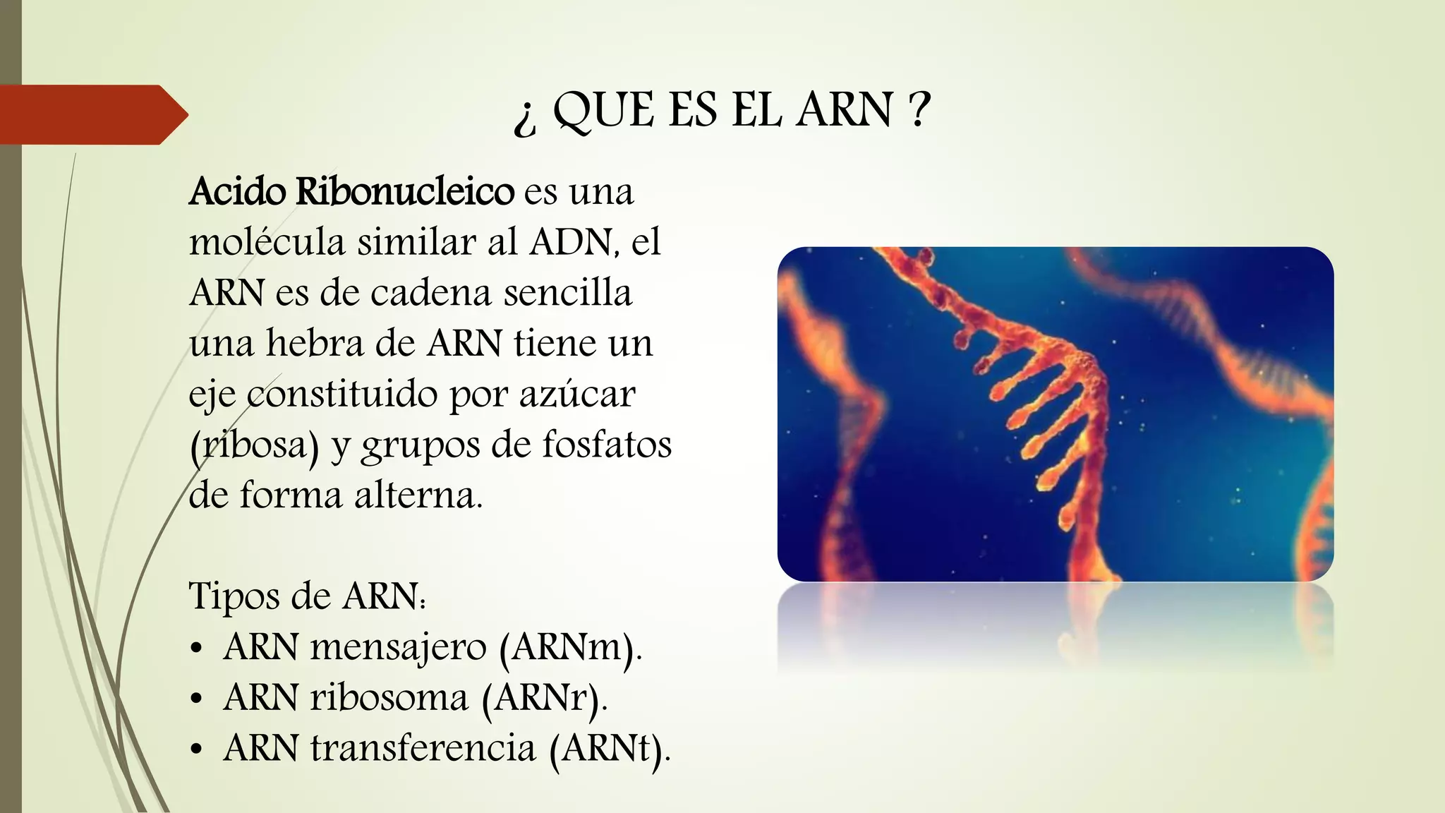QUE ES LA GENÉTICA, EL ADN, EL ARN Y COMO INFLUYEN EN EL COMPORTAMIENTO ...