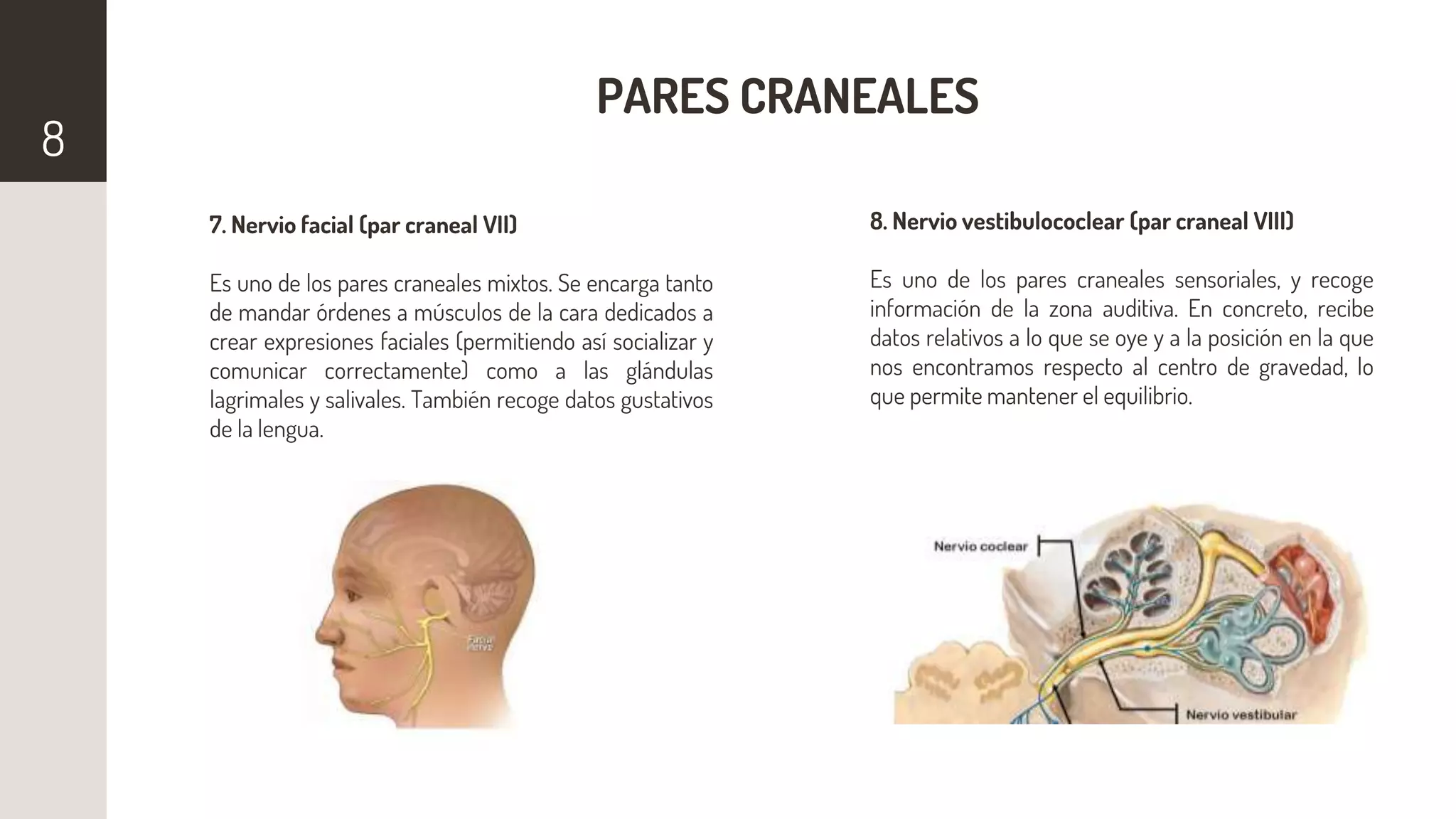Los 12 Pares craneales | PPT