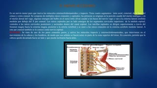 FUNCIÓN Y LOCALIZACIÓN DE LOS PARES CRANEALES | PPTX