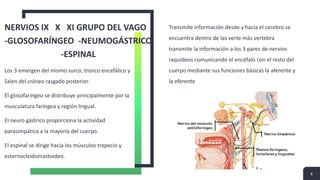 Actividad 7: Pares craneales - Mary Velasquez | PPTX